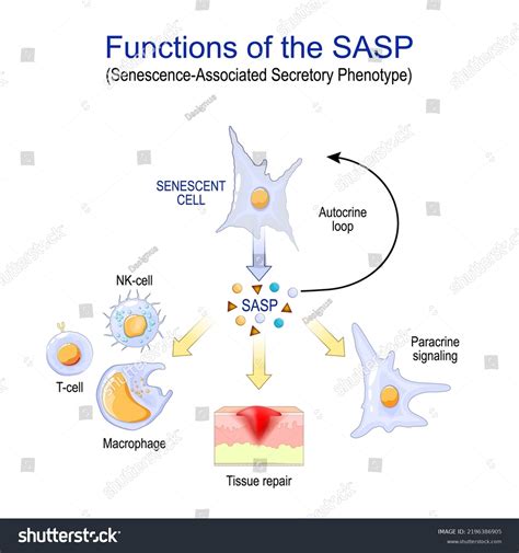 Cellular Senescence Functions Sasp Senescence Associated Secretory Stock Vector Royalty Free
