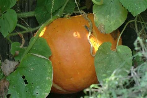 Якщо гарбуз великий але зелений зовні Чи можна їсти недозрілий гарбуз З моменту дозрівання