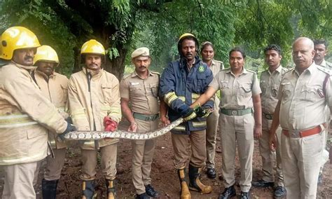 An 8 Feet Python Was Caught 8 அடி நீளமுள்ள மலைப்பாம்பு பிடிபட்டது