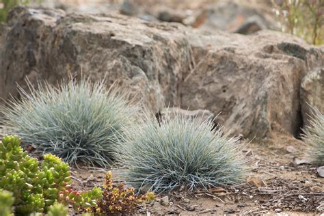 Elijah Blue Fescue Festuca Glauca Elijah Blue Monrovia Plant