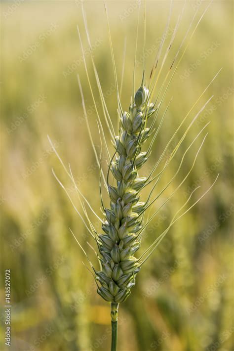 Gerstenfeld Vor Der Ernte Stock Foto Adobe Stock