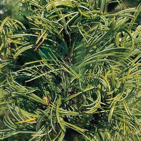 Pinus Strobus Tiny Curls 5 Litre Conifers Arboretum Garden Centre