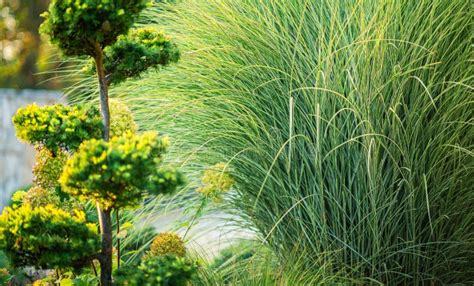 Lush Green Ornamental Grasses And Shrubs Create A Serene Garden Landscape In Golden Sunlight