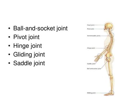 Ppt Immovable Joints Powerpoint Presentation Free Download Id2922841