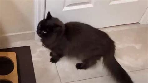 絶対笑える！しゃべる猫「おいおいおいおい」傑作選 猫ミームらぼ