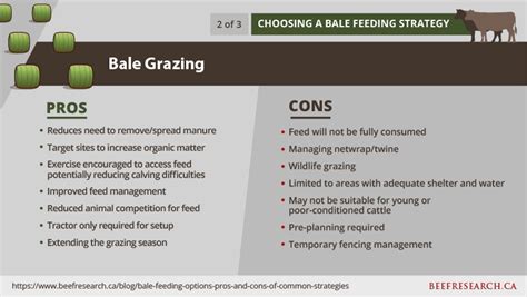 Bale Feeding Options Pros And Cons Of Common Strategies Alberta Beef