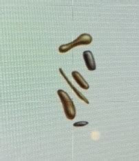 Bacterial Cell Shapes Spiral Shape English Adjectives Shapes My Xxx Hot Girl