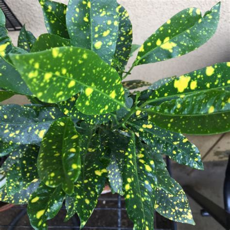 Codiaeum Variegatum Gold Dust Croton Gold Dust Uploaded By