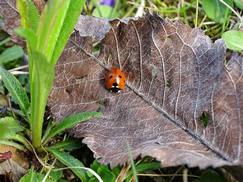 Beetle Ladybug Nature Close Free Photo On Pixabay Pixabay