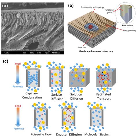 A Sem Image Of Manufactured Integrated Asymmetric Porous Membrane B