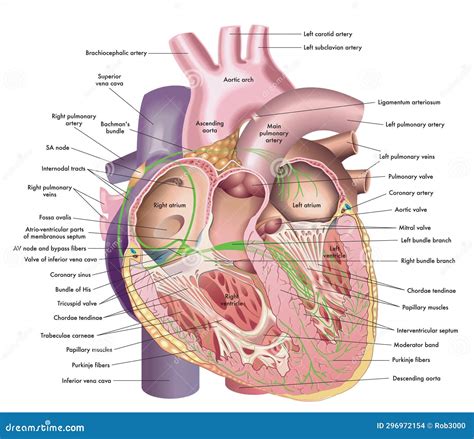Medical Illustration Of Internal Anatomy Of Human Heart Stock Vector
