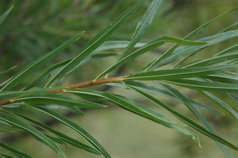 Chilopsis Linearis Landscape Plants Oregon State University