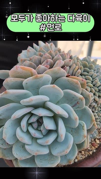 모두가 좋아하는 다육이 먼로 먼로철화 Succulent Plants 다육이 다육식물 Garden 다육 다육이