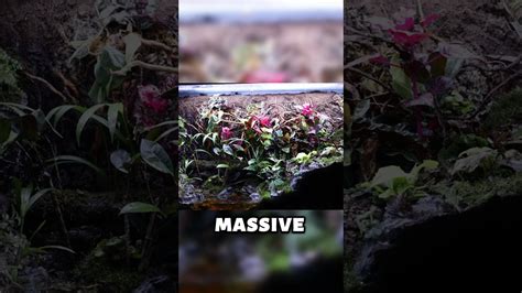 This Is My Massive Ecosystem Youtube