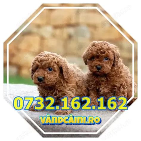 Firma Autorizata Catei Caniche Pitic Sau Mediupoodle Toy Pudel Mini