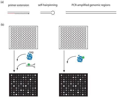 Dna Microarray Technologies For Measuring Protein Dna Interactions