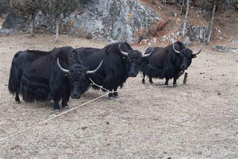 Welcome Department Of Livestock Services