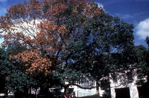 The Role Of Red Oaks In The Oak Wilt Cycle