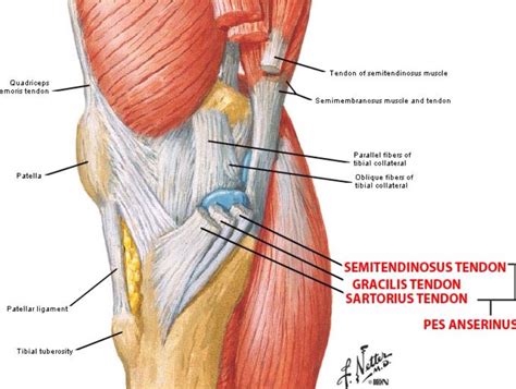 Medial View Of The Knee Pes Anserinus Bursitis Anatomy Of The Knee