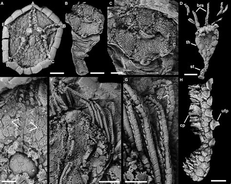 Deciphering The Early Evolution Of Echinoderms With Cambrian Fossils Zamora 2014