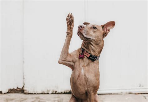 Prompt Syntax For Stable Diffusion FAQ