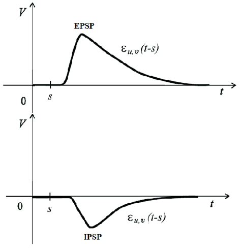 Typical Form Of Response Functions Epsp And Ipsp Of A Biological