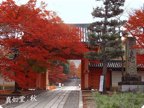 真如堂の紅葉真正極楽寺