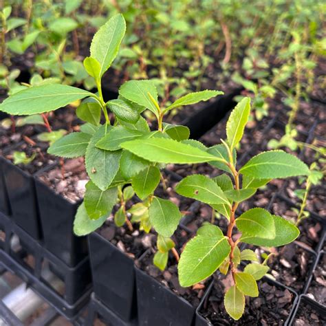 Catha Edulis Khat Origins And Cultivation Practices Shaman Australis Botanicals