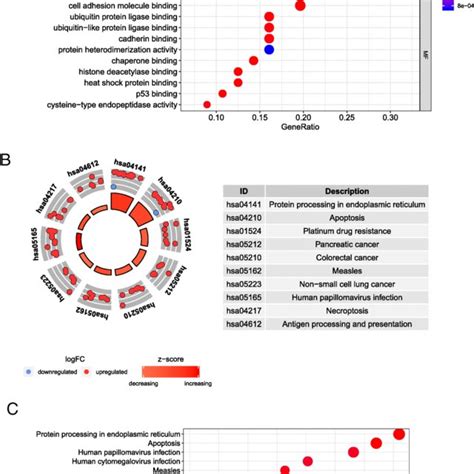 Go And Kegg Analysis Of Differentially Expressed Args A The Bubble