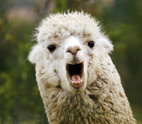 Sorry Boss Cant Make It In Today My Llama Is Sick HR Daily Advisor