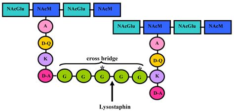Lysostaphin A Staphylococcal Bacteriolysin With Potential Clinical