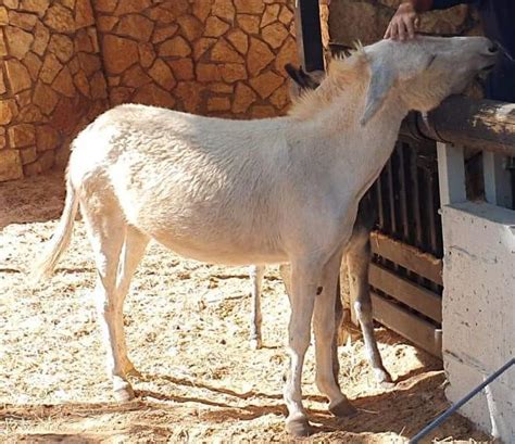 חיות משק אתון יפה דוהרת חיה ממושמעת מאוד מודעה 1515504