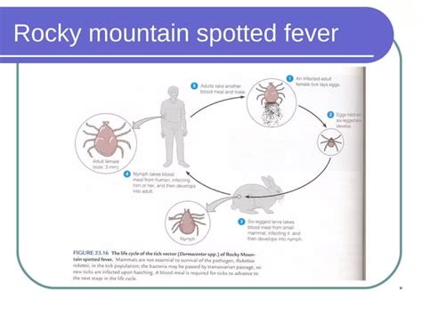 Bài Giảng Rickettsia Chlamydia Mycoplasma Pdf