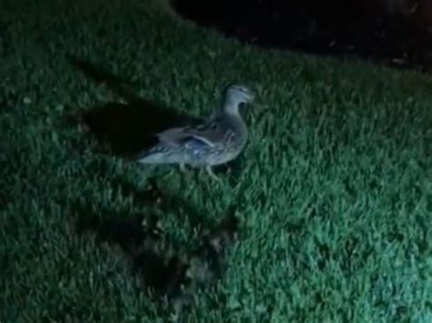 When Ducklings Fall Into A Storm Drain Police Come To The Rescue