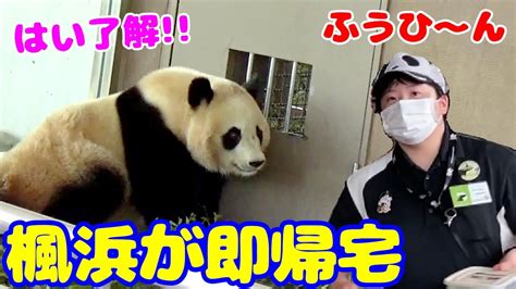 ナカさんに呼ばれた楓浜🍁新幹線クラスの早さで帰っていったw😆 In 白浜アドベンチャワールドの赤ちゃんパンダさん Youtube