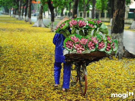 Giải Mã Ý Nghĩa Của Hoa Sen Trong Văn Hóa Việt Nam