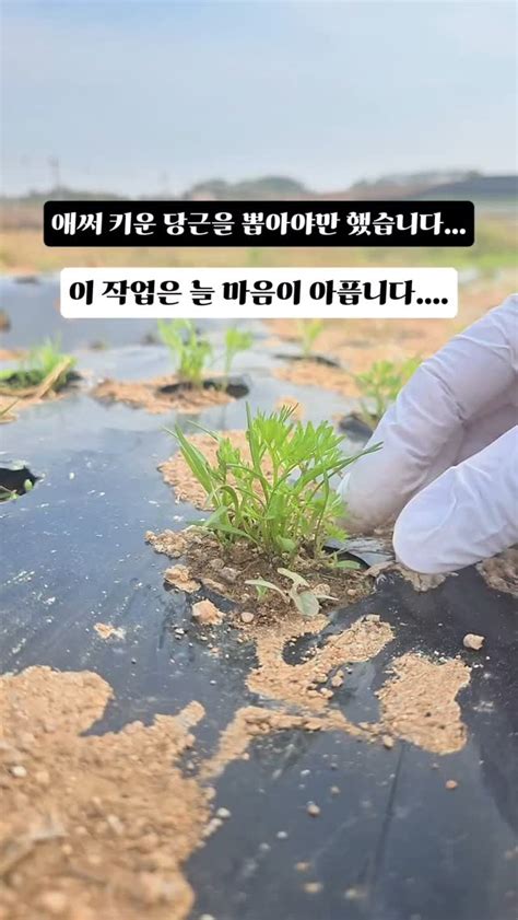 청년농부 임풀ㅣ킹콩농장ㅣ친환경농산물 도둑 맞은것도 속상했지만 아빠의 마음을 생각하니 더 무너졌다 모내기하려고 전날