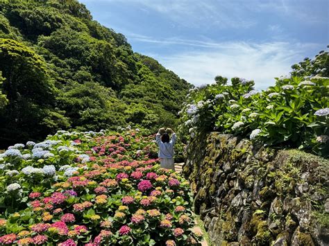 2024 陽明山繡球花季時間、賞花農園推薦！置身繽紛花海美拍粉色復古電話亭 蕃新聞
