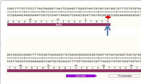 Solved 5 In Lab You Amplified The Gfp Coding Sequence By
