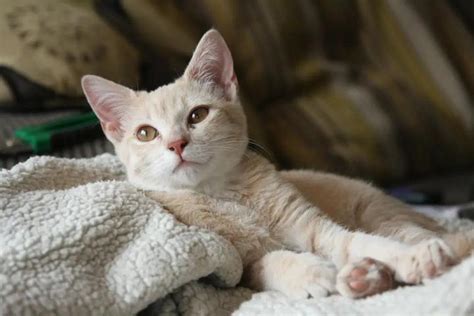 猫届流行拍屁工：拍屁一小时，给撸五分钟！ 知乎