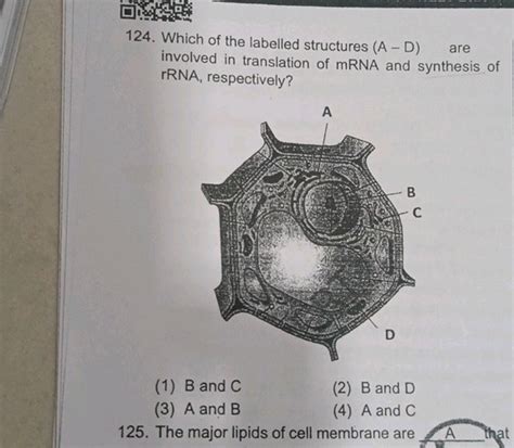 124 Which Of The Labelled Structures A D Are StudyX