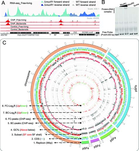 Mapping Chip Seq And Rna Seq Reads On The Multipartite Genome A
