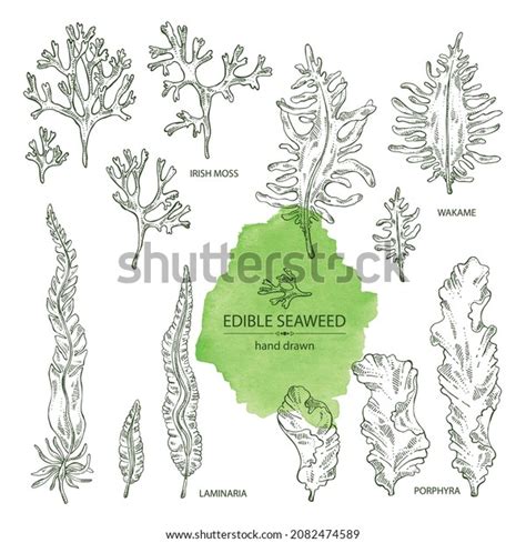 Collection Seaweed Algae Laminaria Porphyra Seaweed Stock Vector