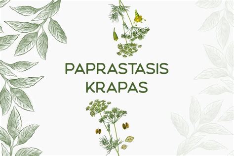 Paprastasis Krapas — Anethum Graveolens L Vaistažolės
