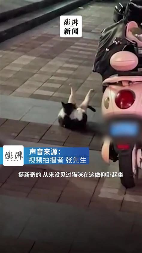 男子遇肥猫做仰卧起坐可能是太胖舔不到肚子 凤凰网视频 凤凰网