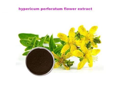 Hypericum Perforatum Flower Extract Manufacturers Factory Free