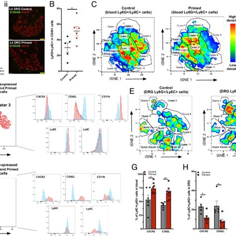 Chronic Widespread Pain In Mice Increases Neutrophil Trafficking Into