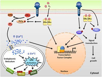 Frontiers A New Role for Estrogen Receptor α in Cell Proliferation