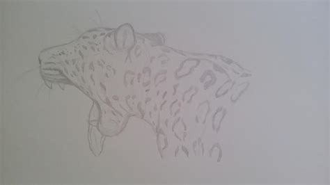 Cat Scetch2 Step2 By Aylany On Deviantart