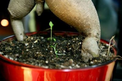 Sexy Trees Pics Curious Funny Photos Pictures